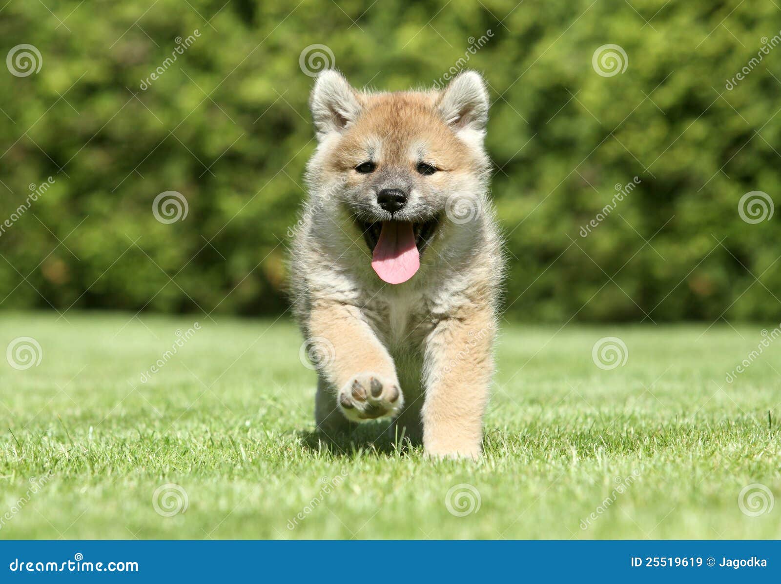 Shiba inu puppy running stock image. Image of green, little - 25519619