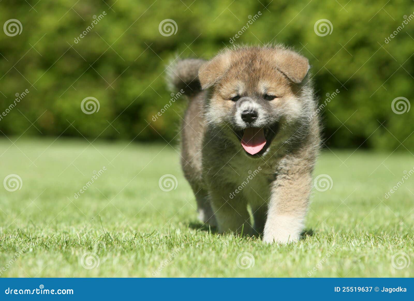 Shiba inu puppy running stock image. Image of grass, motion - 25519637