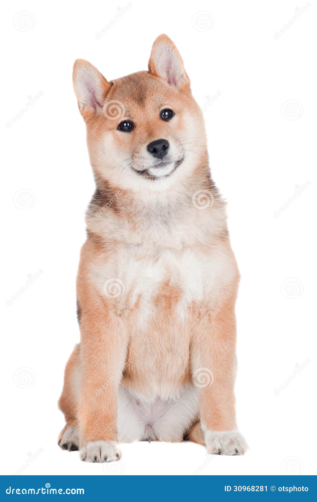 White Shiba Inu Puppy | atelier-yuwa.ciao.jp