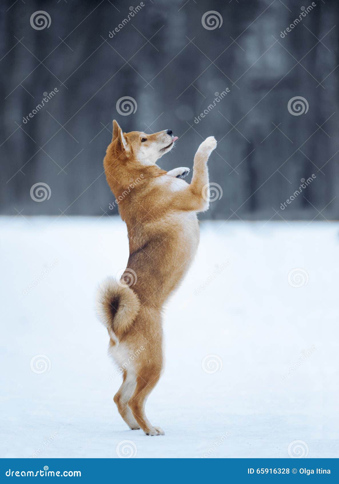 Shiba Inu Rears Up on a Snow Stock Photo - Image of friend, japanese ...