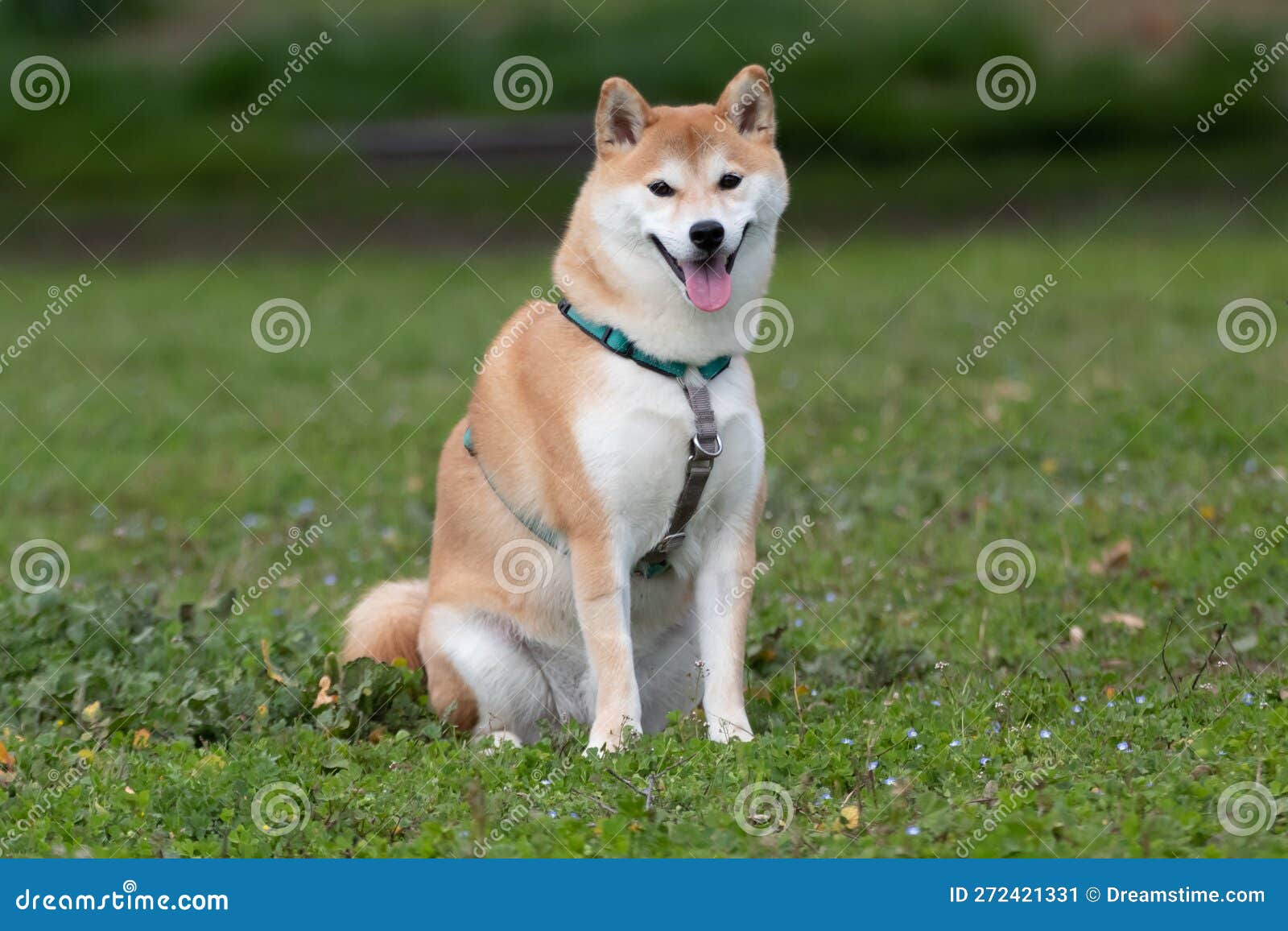 A Shiba Inu Sitting on the Grass Stock Image - Image of young, sunlight ...