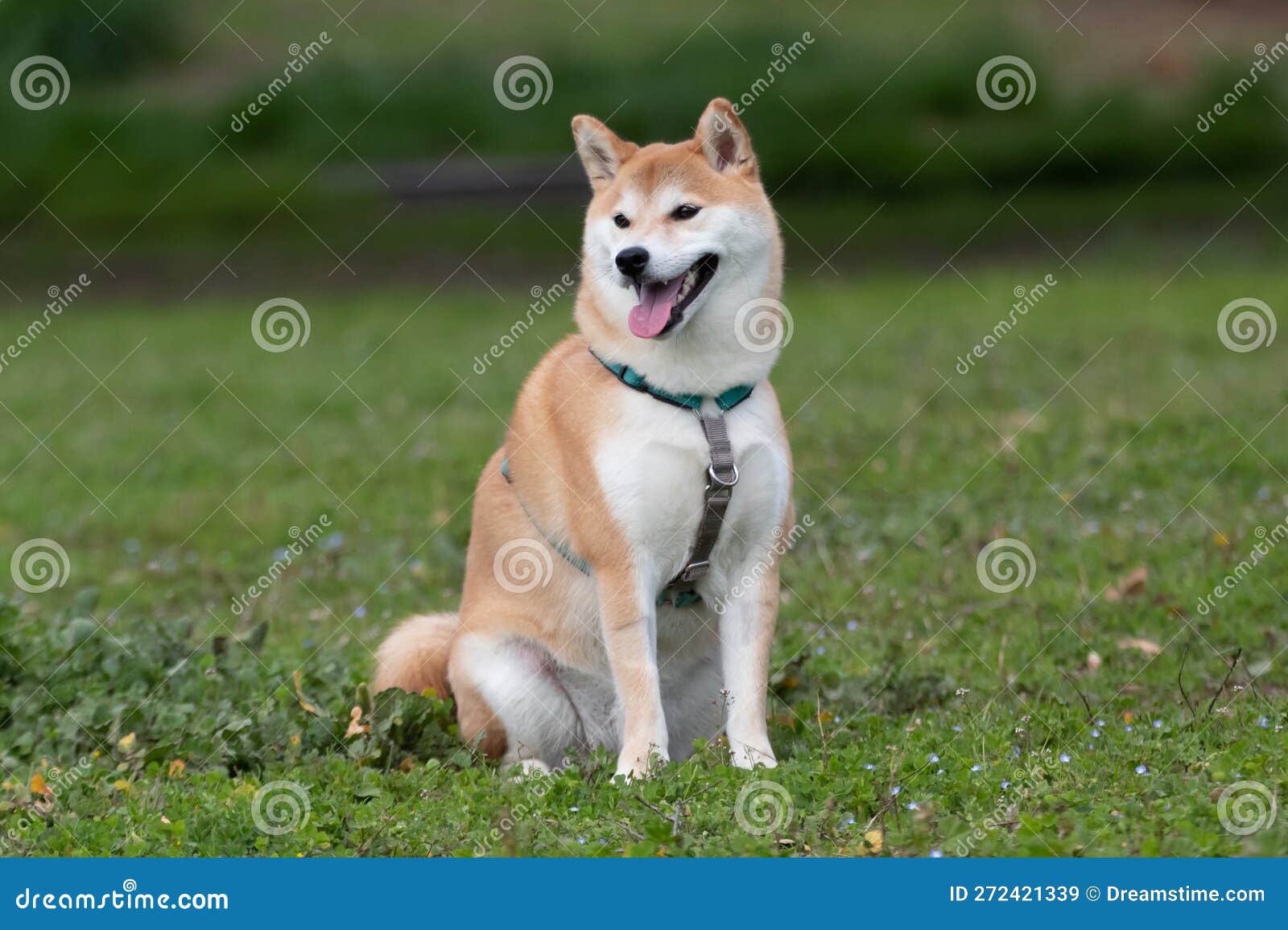 A Shiba Inu Sitting on the Grass Stock Image - Image of young, sunny ...