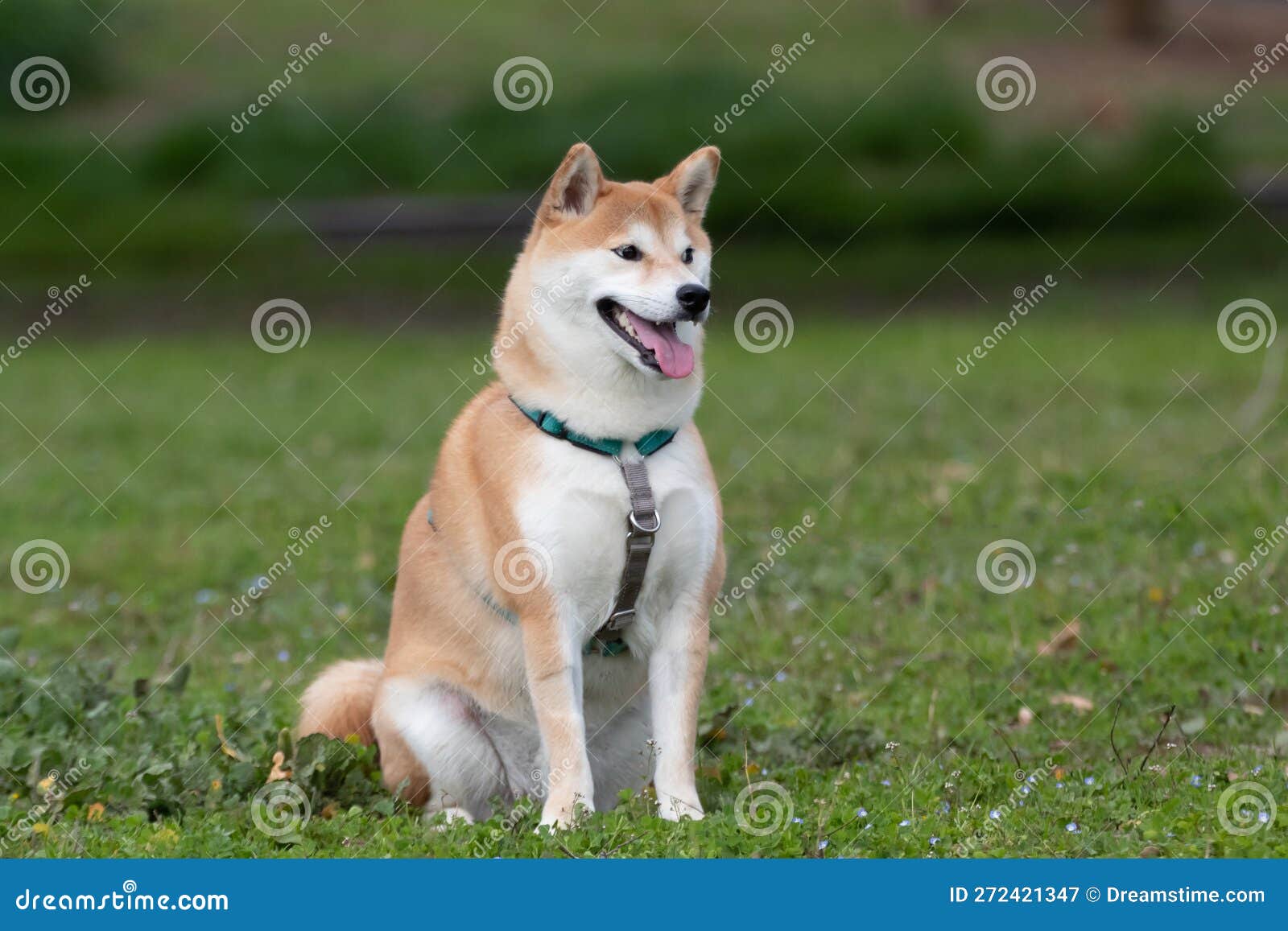 A Shiba Inu Sitting on the Grass Stock Image - Image of breed, portrait ...