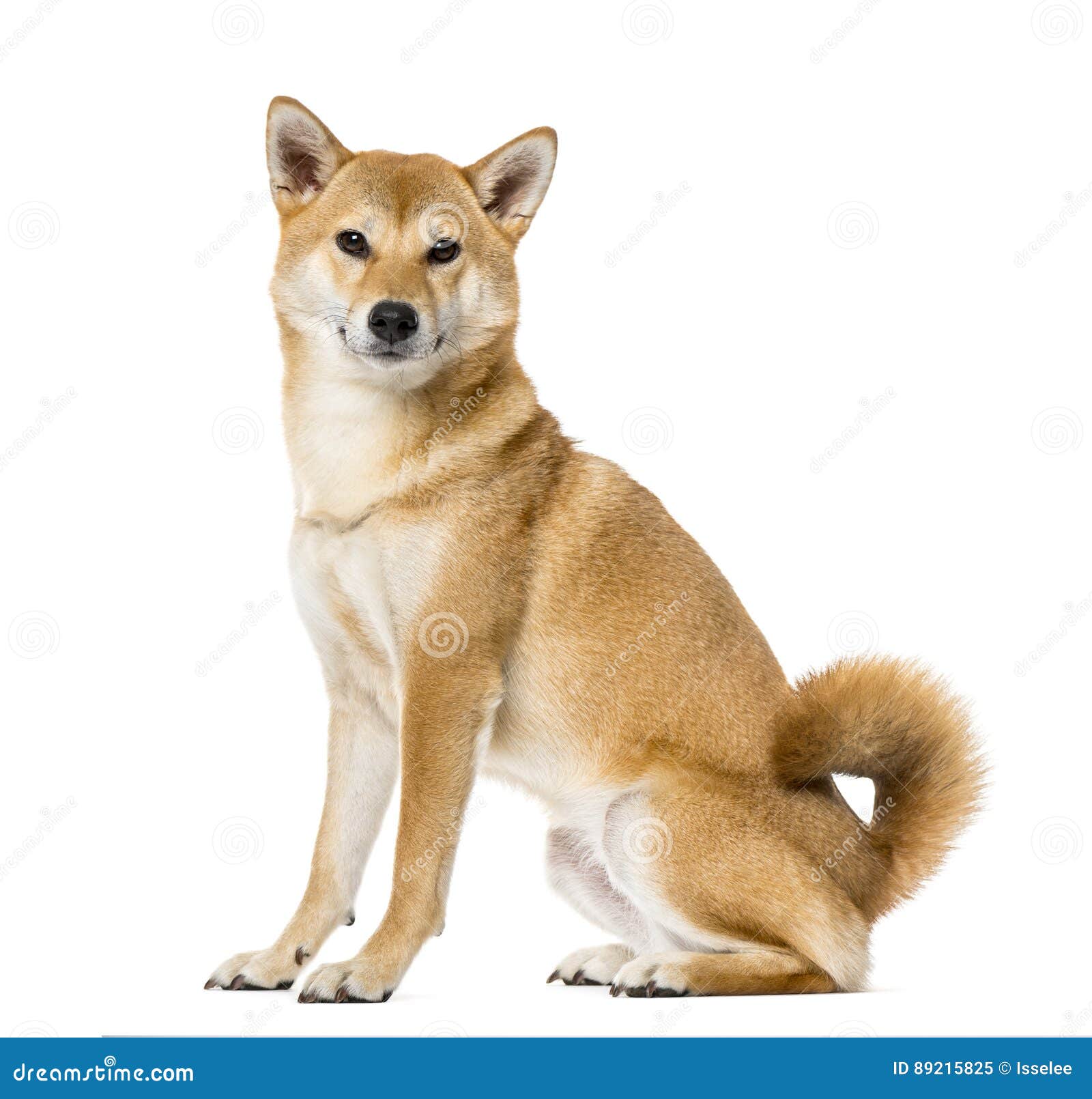 Shiba Inu Sitting, ,3 Years Old Stock Image - Image of cheerful, people ... Shiba Inu Sitting, ,3 Years Old Stock Image - Image of cheerful, people ...