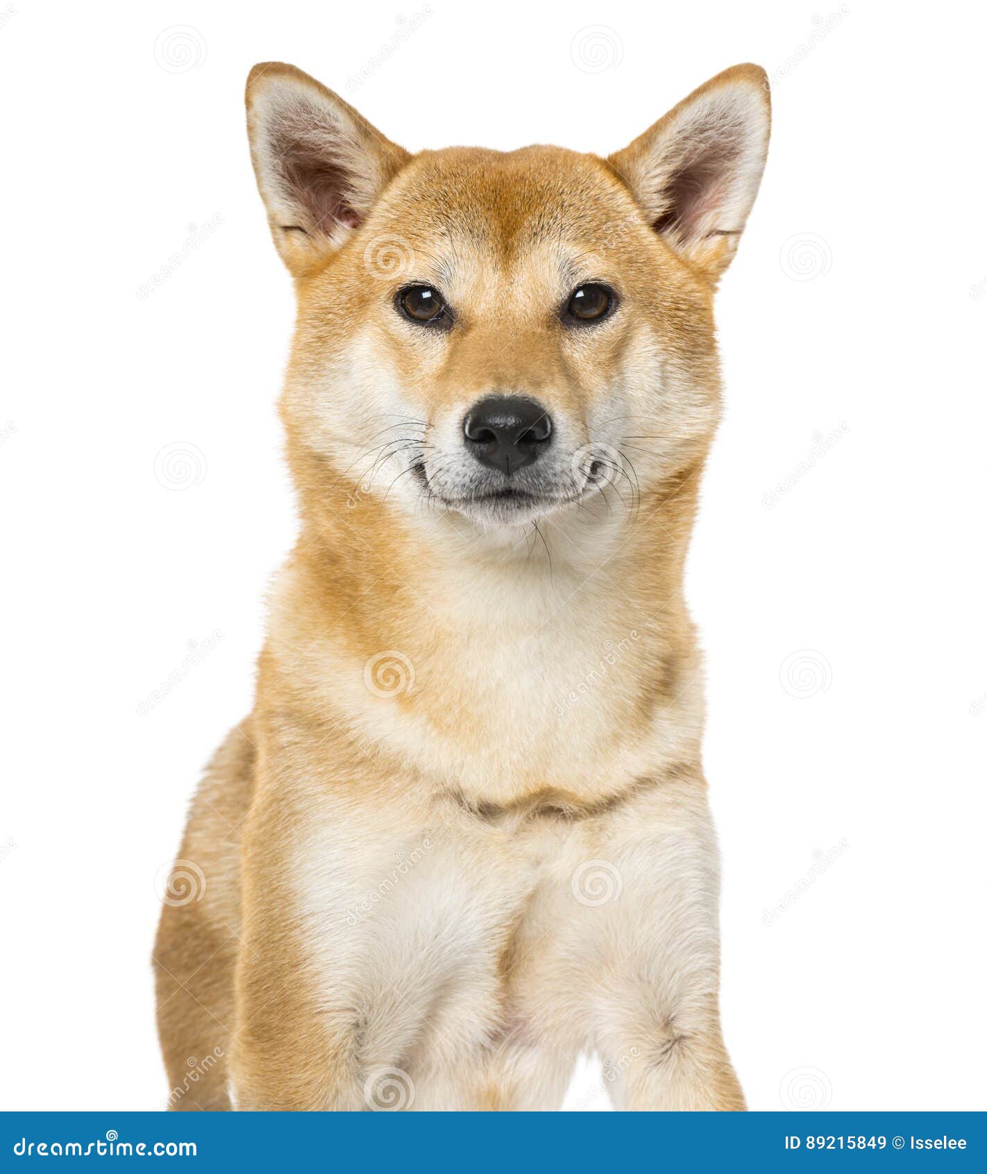 Shiba Inu Sitting, 3 Years Old , Stock Image - Image of purebred ...