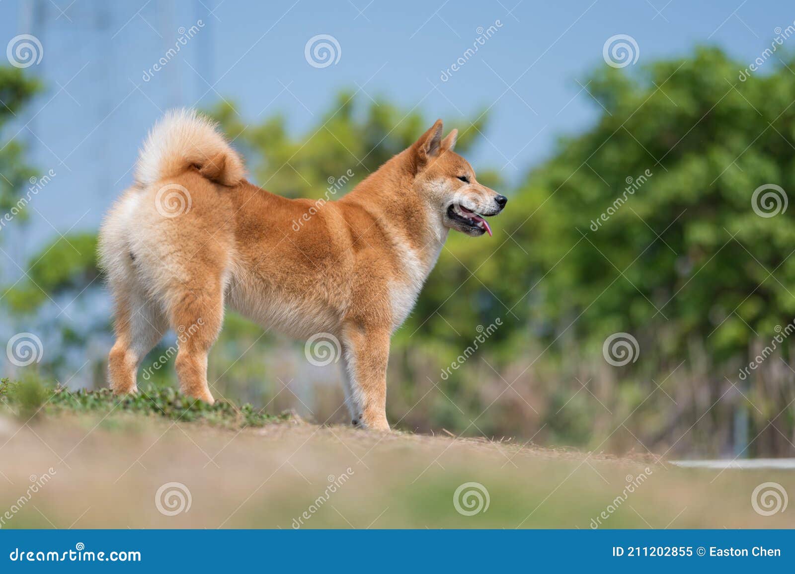 Shiba Inu Standing on the Grass in the Park Stock Image - Image of cute ...