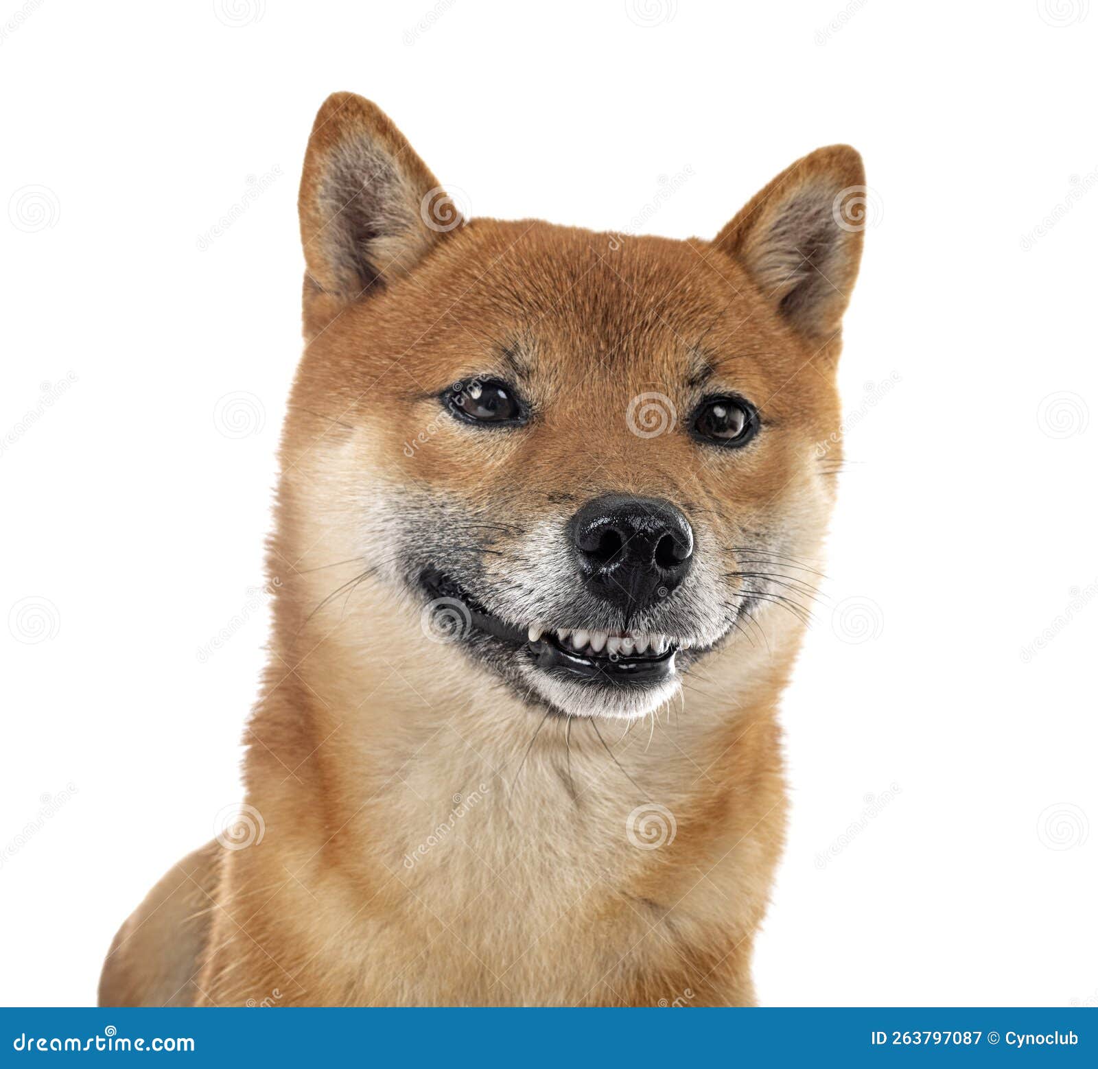 Shiba inu in studio stock image. Image of animal, smile - 263797087