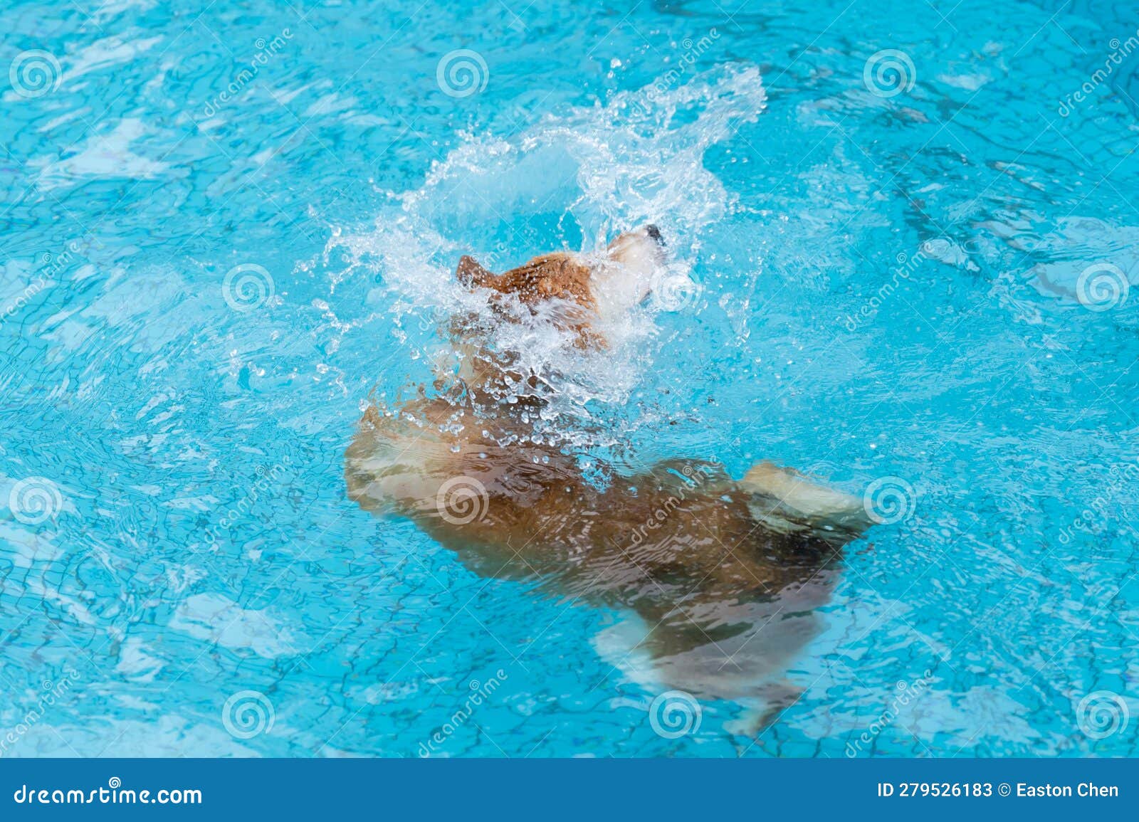 Shiba Inu Swimming In The Pool Stock Image Image Of Summer Swimming 279526183