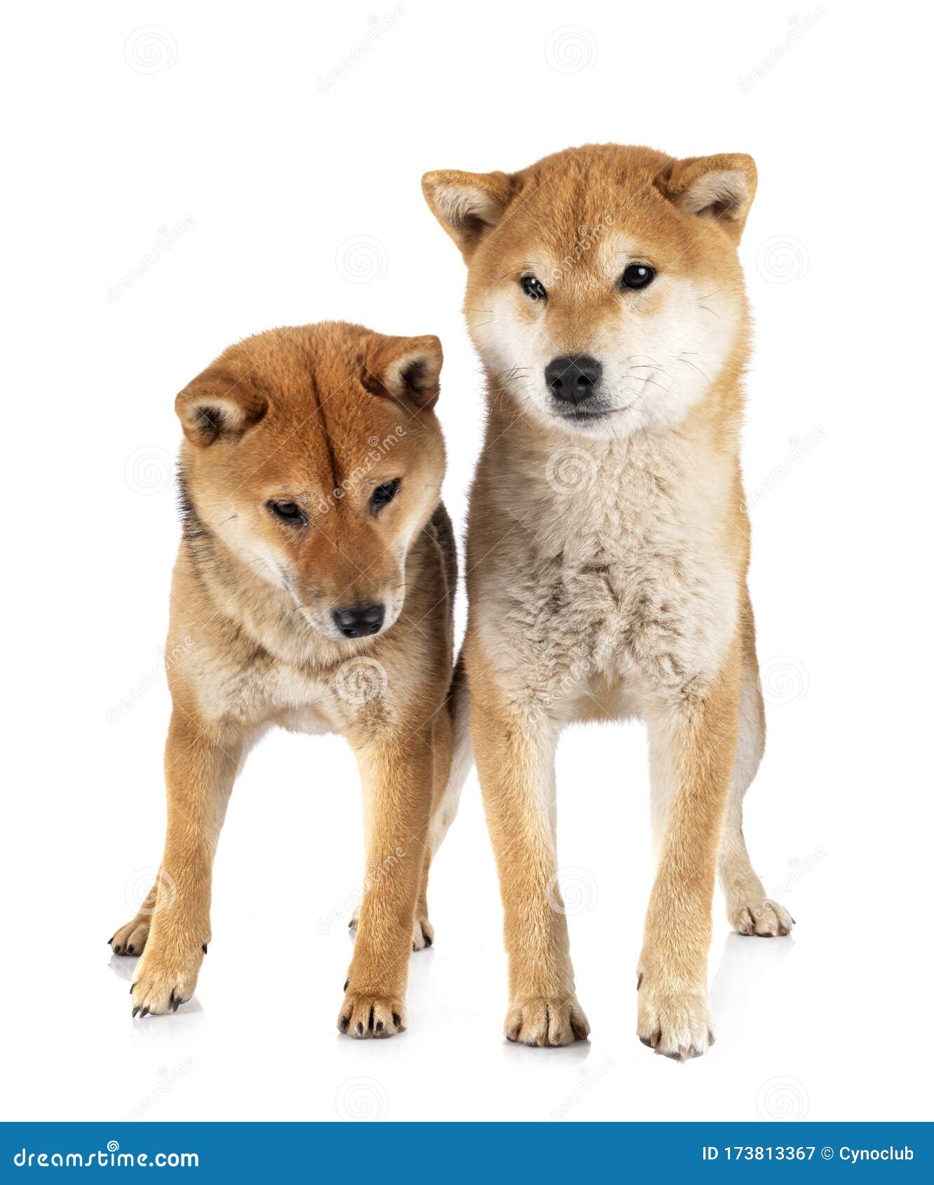 Shiba inus in studio stock image. Image of turf, studio - 173813367