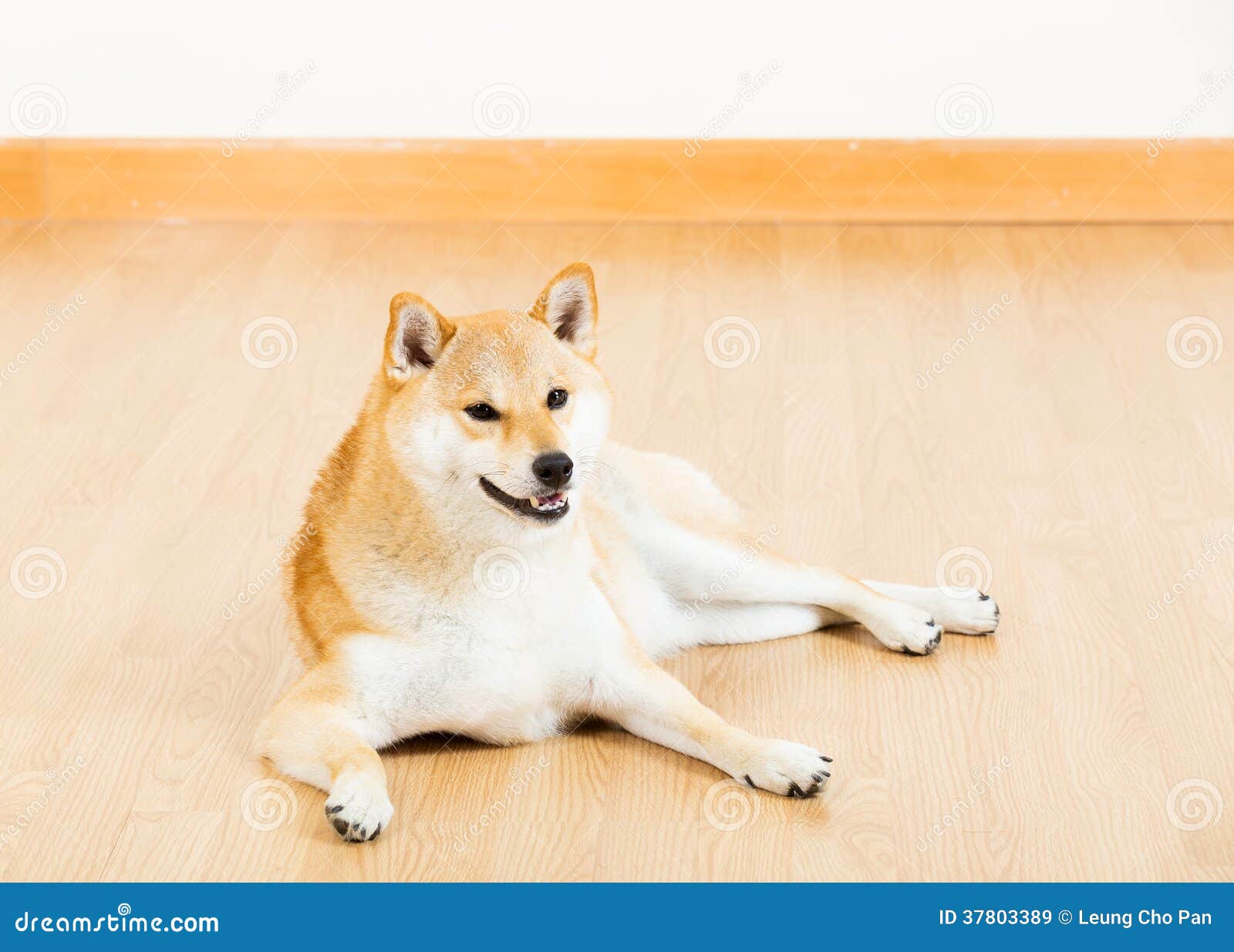 Dog Shiba Inu Lying In The Grass With An Exercise Not Moving Royalty ...