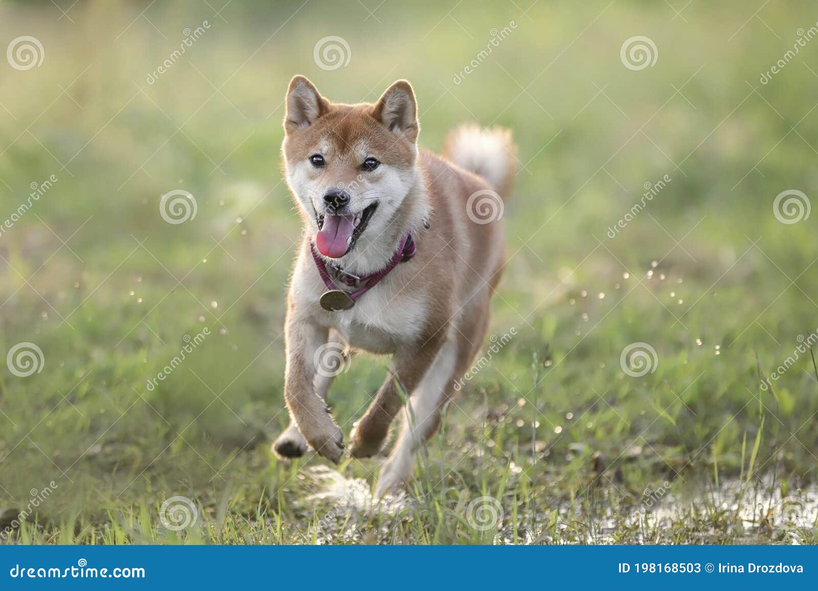 Shiba Stuntman On A Walk In The Park Royalty-Free Stock Photography ...