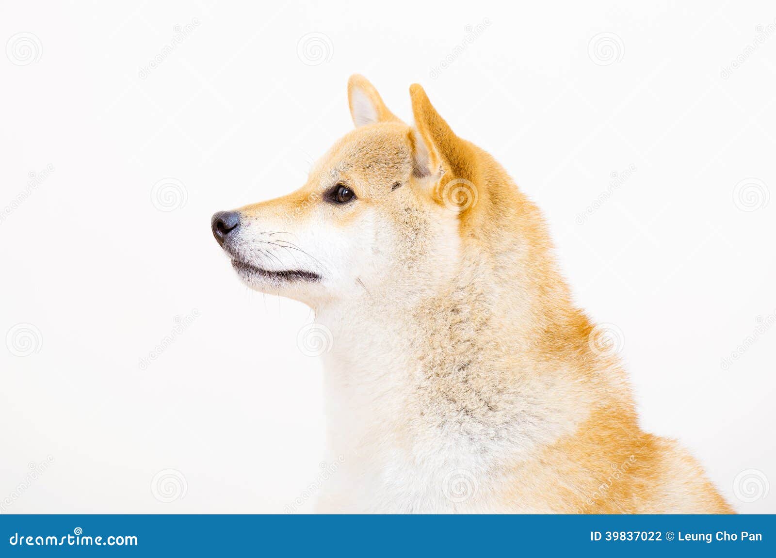 Shiba side profile stock photo. Image of side, domestic - 39837022