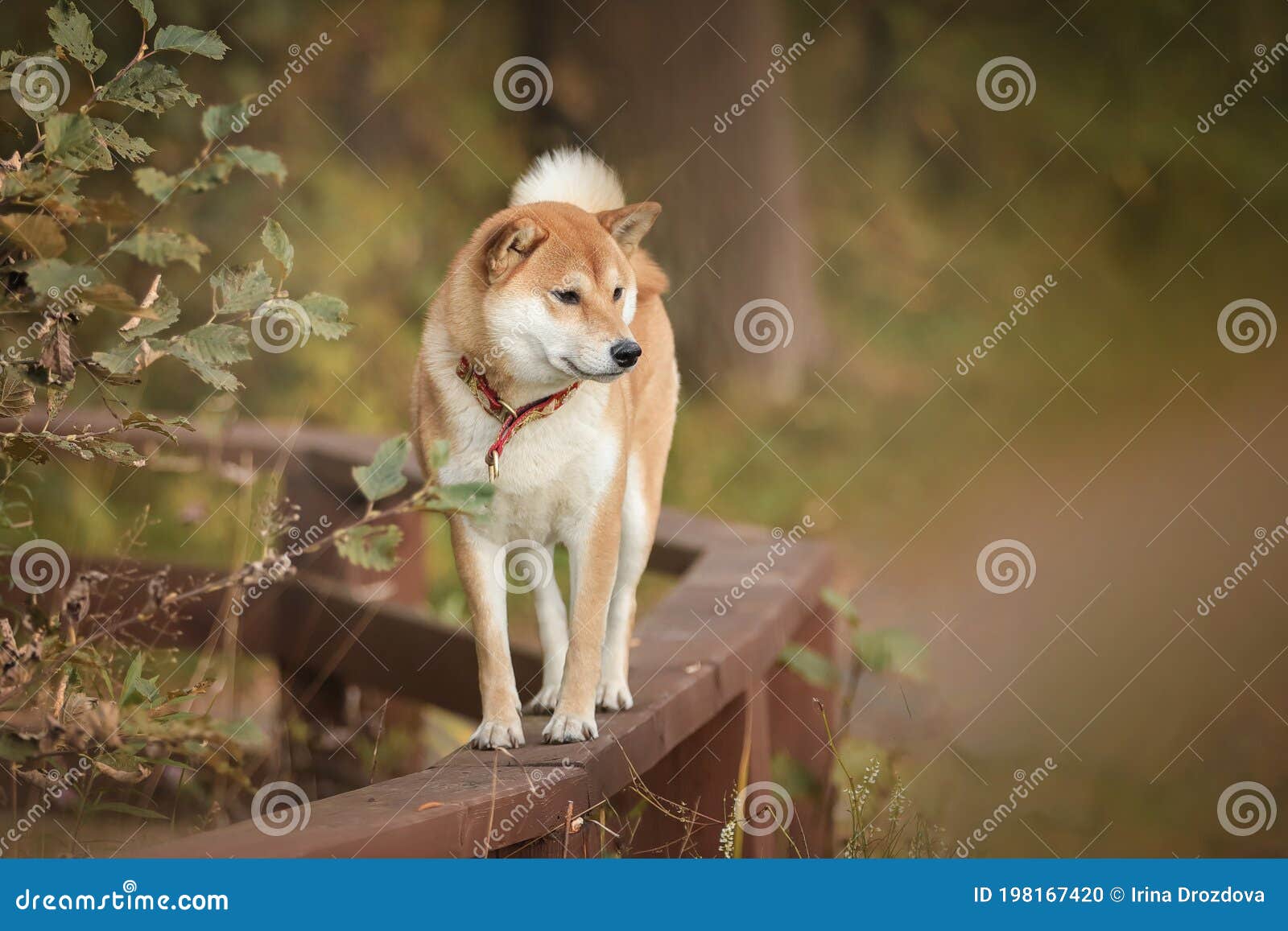 Shiba on a Walk in the Park Stock Photo - Image of shibainu, akita ...