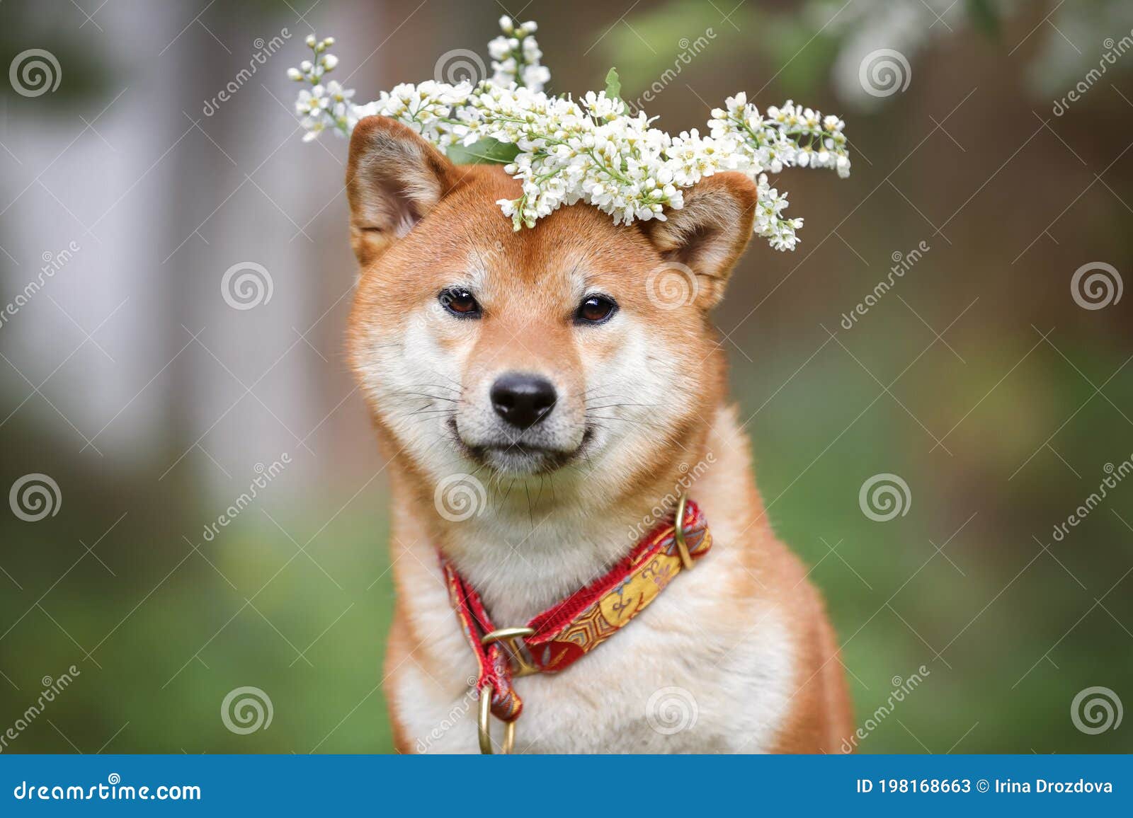 Shiba in a Wreath of Cherry Trees Stock Image - Image of happily ...