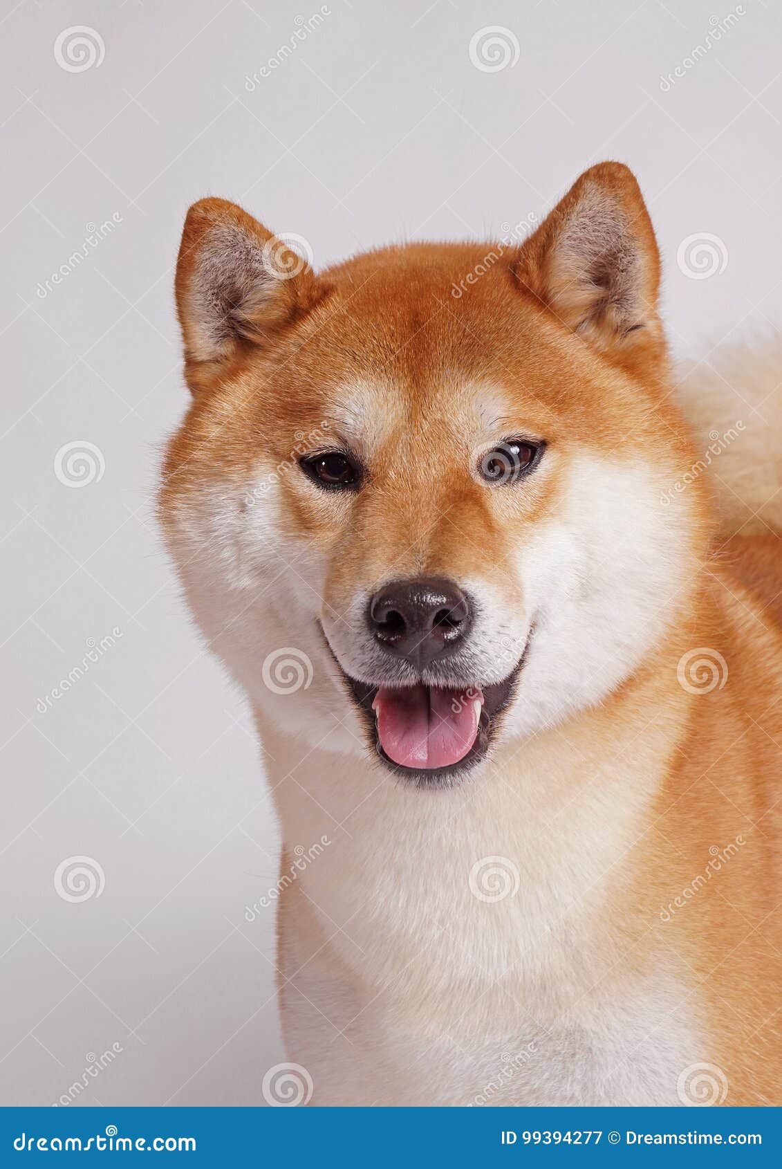 SHIBU 库存图片. 图片 包括有 工作室, 射击, 背包, 狐狸, 小狗, 空白, 额嘴 - 99394277