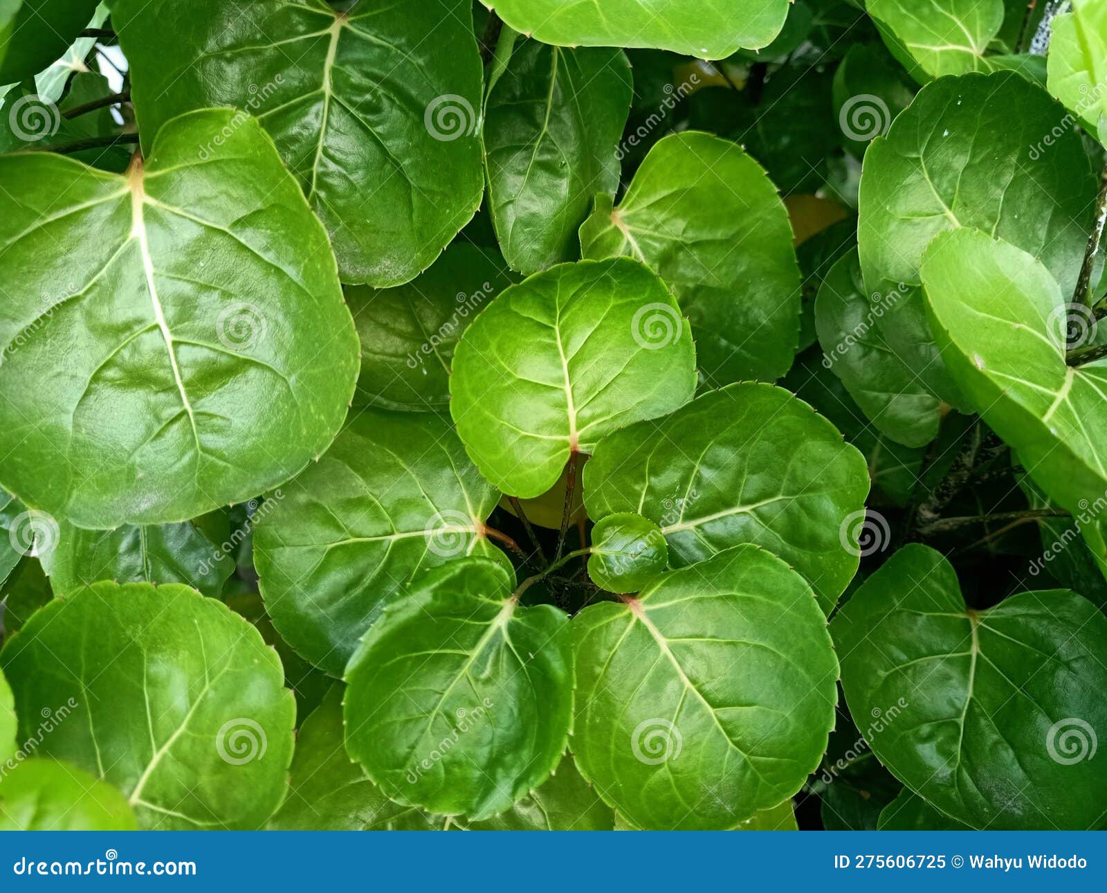 Shield Aralia Plant Green Leaves Background Stock Image - Image of ...