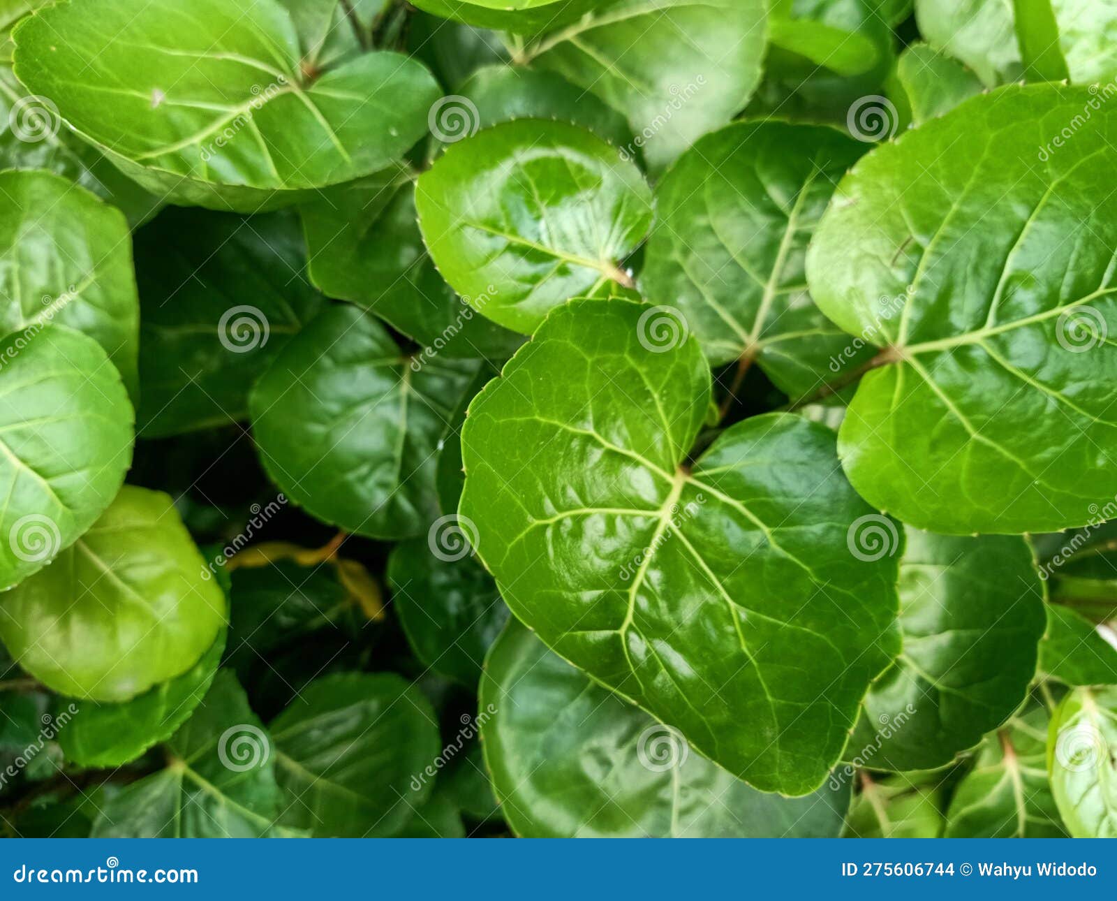 Shield Aralia Plant Green Leaves Background Stock Photo - Image of plum ...