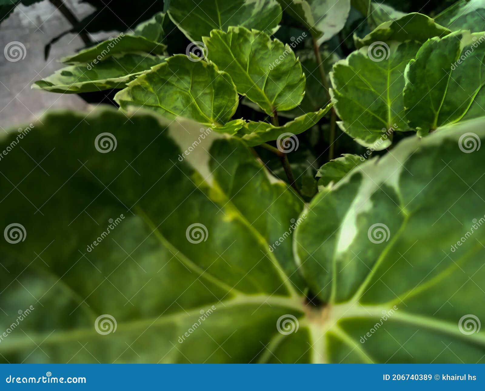 Shield aralia plant stock image. Image of green, leaf - 206740389