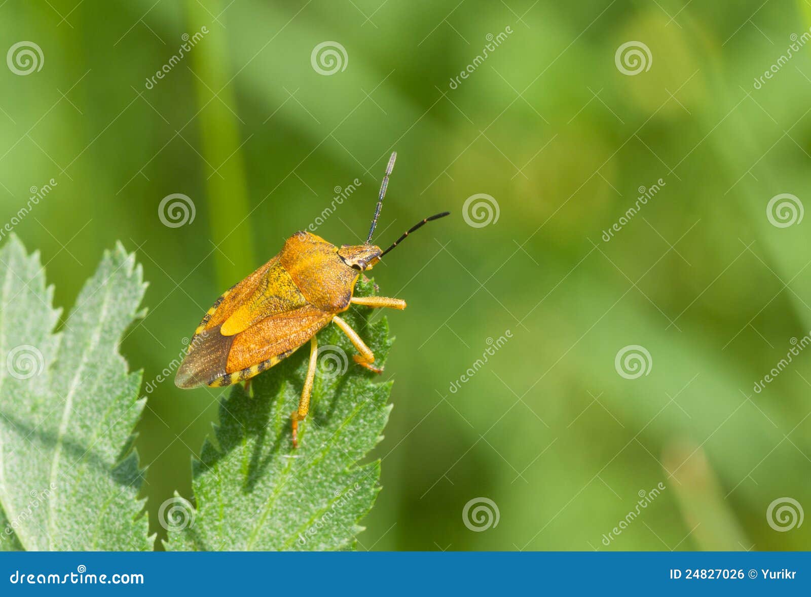 Shield-backed True Bug is Ready for Fly Stock Photo - Image of orange ...