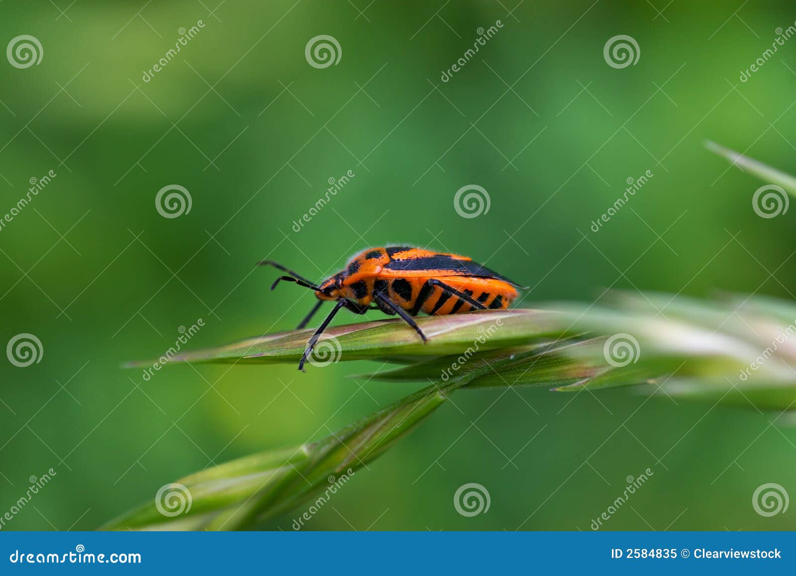 Shield beetle stock image. Image of pecarious, danger - 2584835