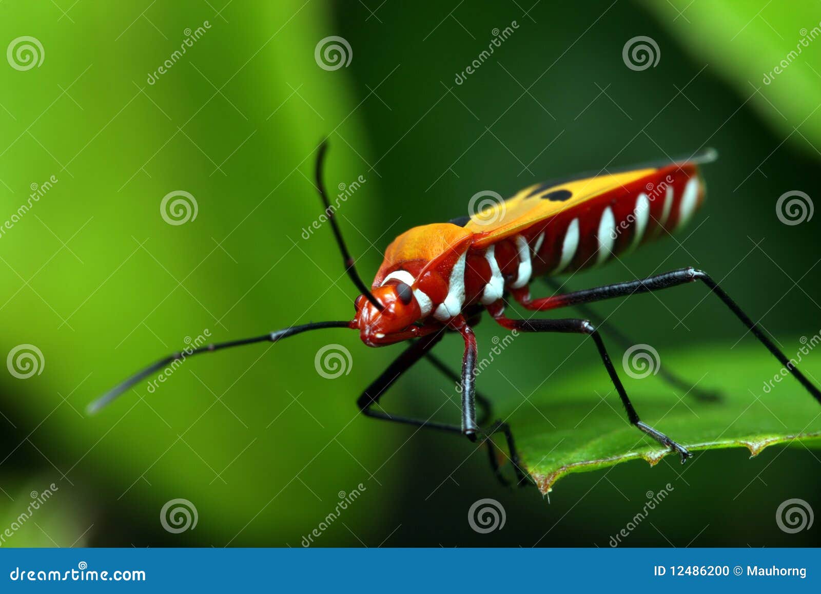 Shield Bug stock photo. Image of green, black, biology - 12486200