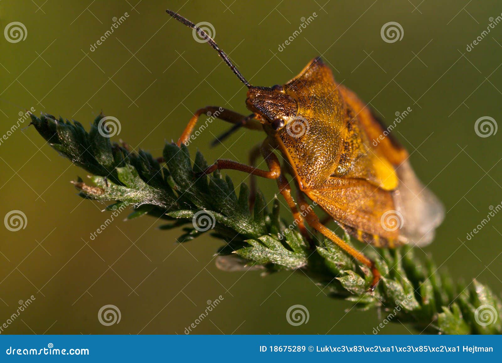 Shield bug stock image. Image of isolated, beetle, macro - 18675289