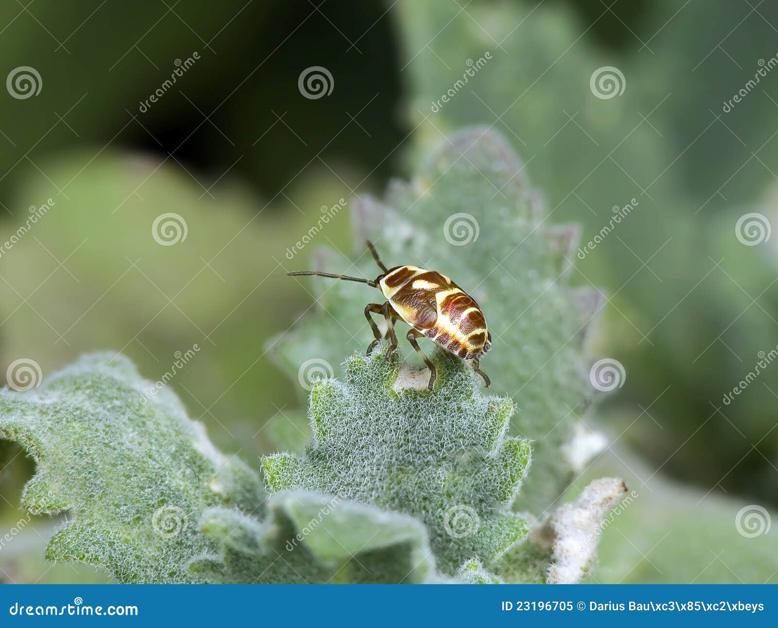 Shield bug stock image. Image of brown, forest, insect - 23196705