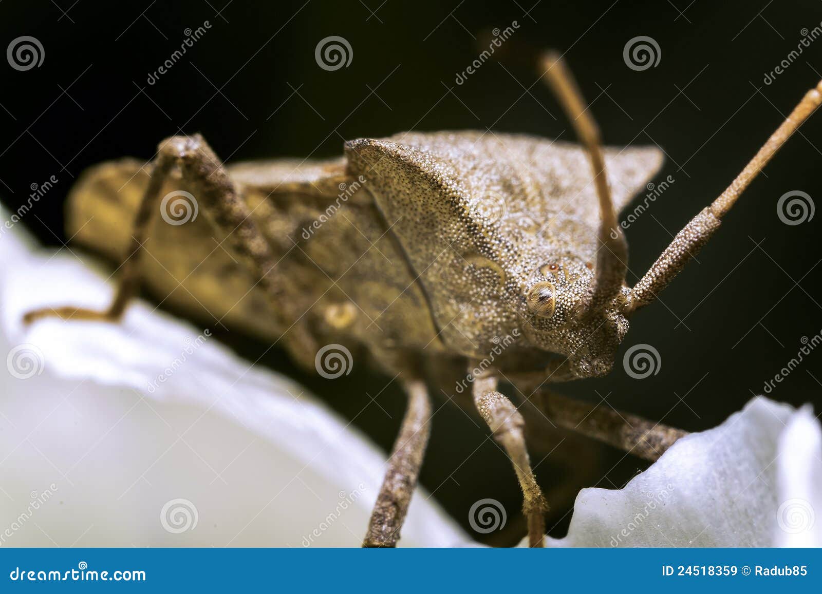 Shield Bug stock image. Image of bugs, field, extreme - 24518359
