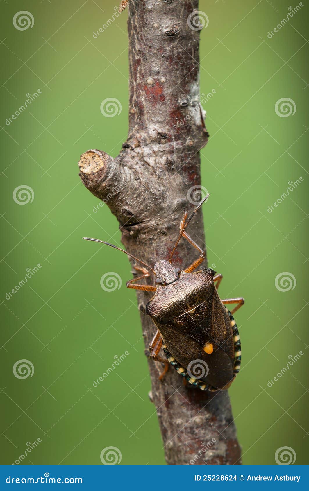 Shield Bug stock photo. Image of smooth, brown, green - 25228624