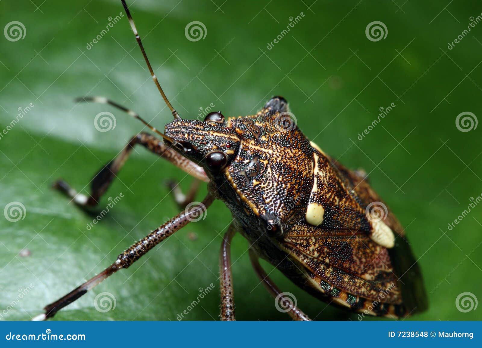 Shield Bug stock photo. Image of animal, flora, fauna - 7238548