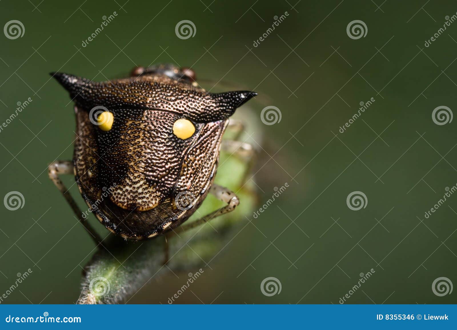 Shield Bug Back with Smiling Face Stock Photo - Image of wing, stink ...