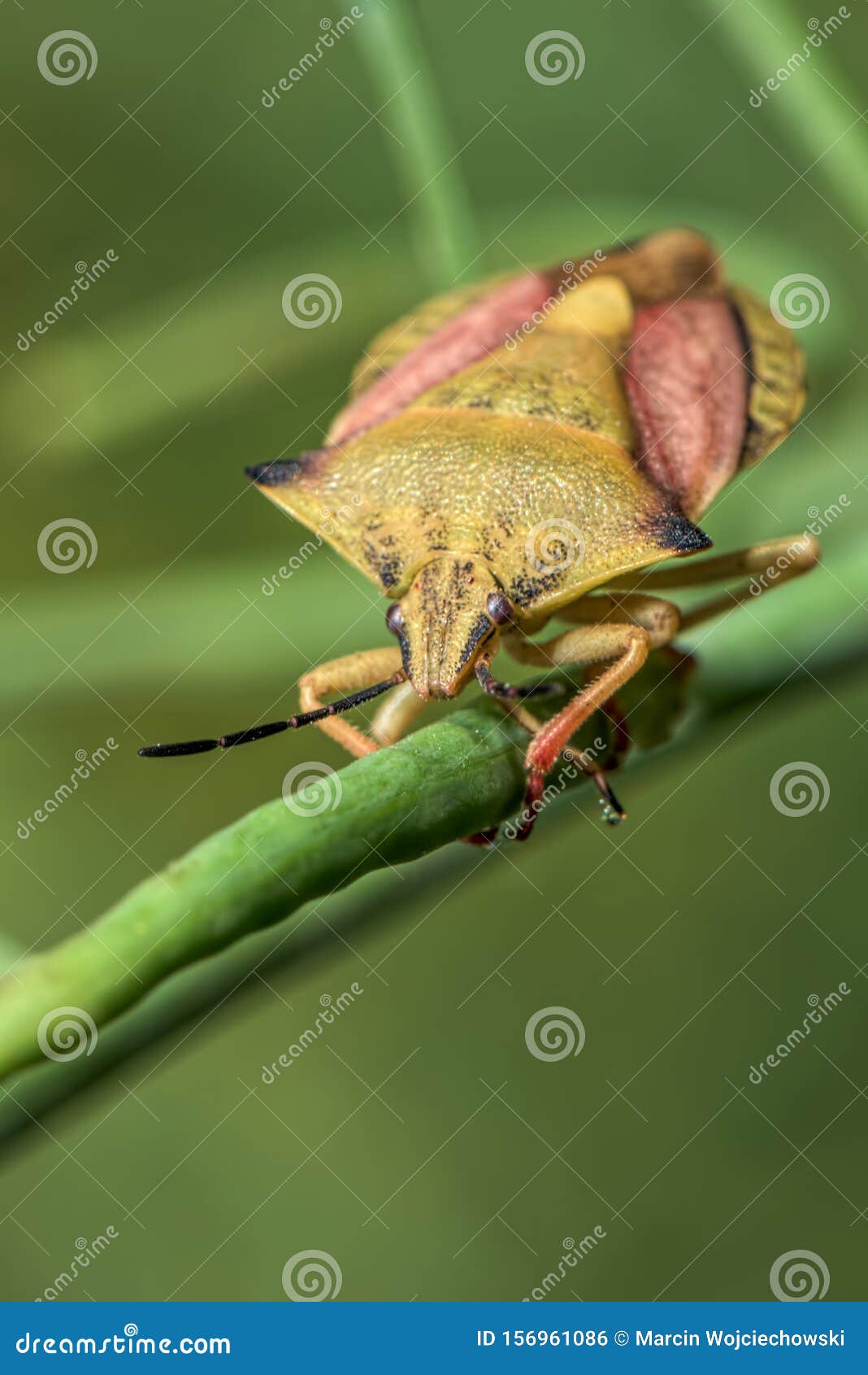 Shield Bug - Carpocoris Fuscispinus Stock Photo - Image of hemiptera ...