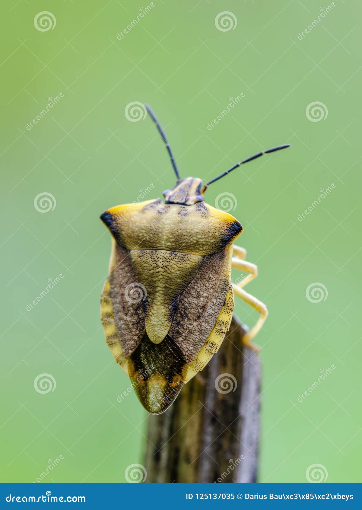 Colourful Shield Bug Sitting on Dry Grass Stock Image - Image of macro ...
