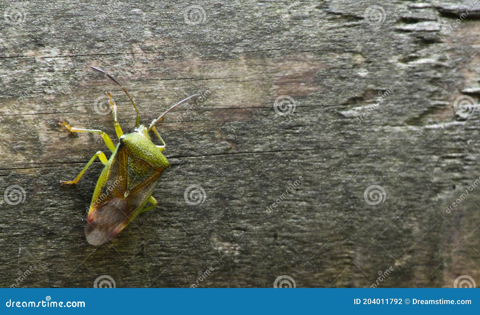 Shield Bug Climbing on a Piece of Wood. Stock Photo - Image of leaf ...