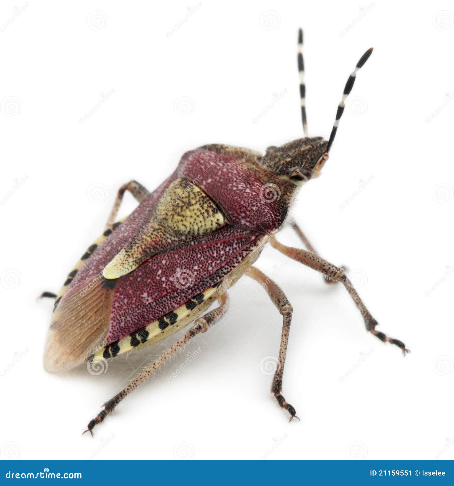 Dolycoris Baccarum, The Sloe Bug, Is A Species Of Shield Bug In The ...