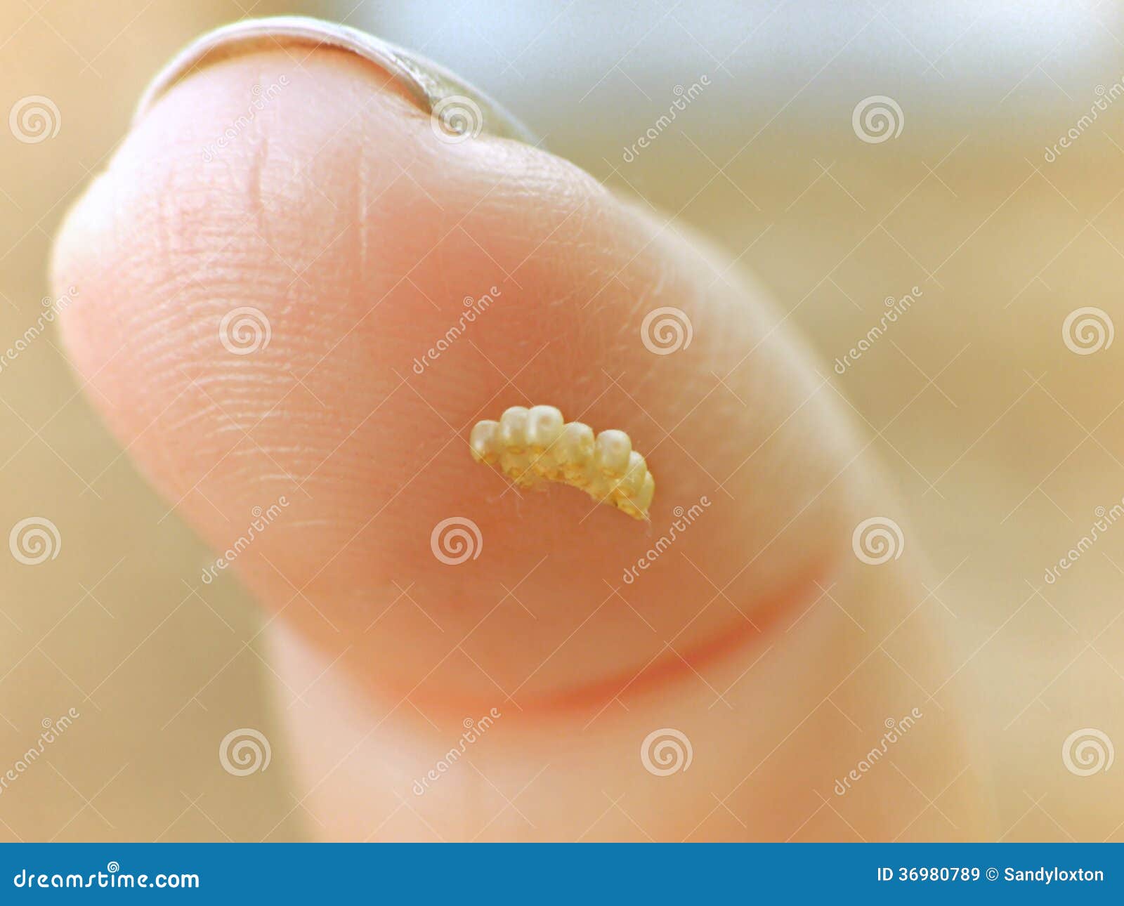Shield Bug egg cases stock image. Image of stink, pests - 36980789