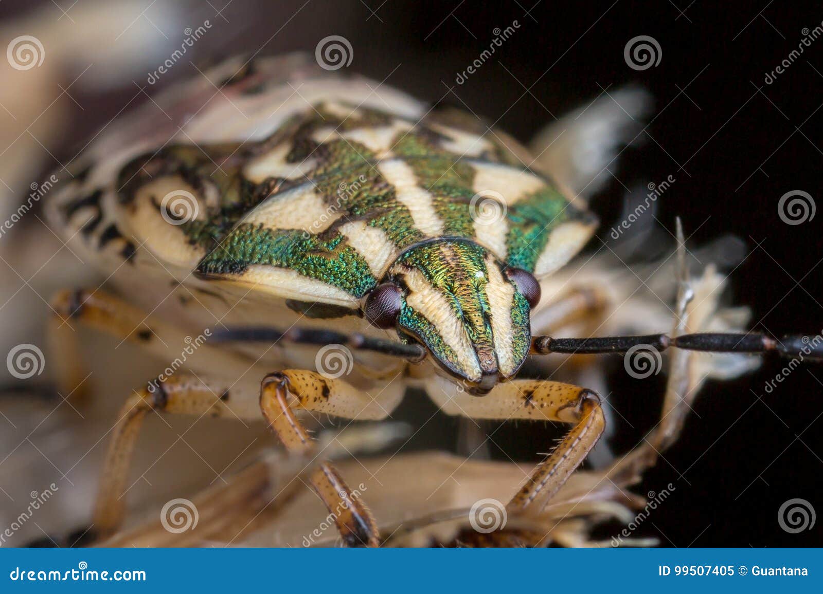 Shield bug extreme macro stock image. Image of nature - 99507405