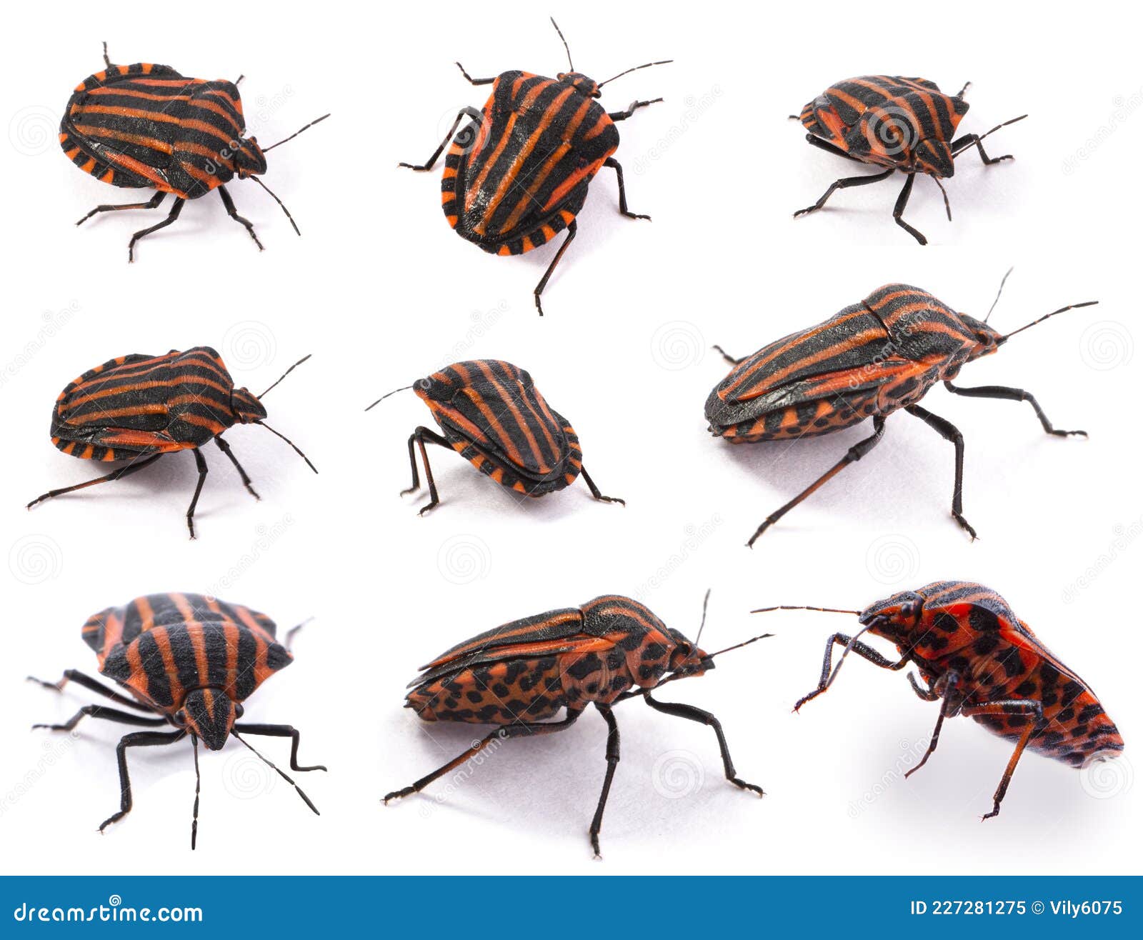 Shield Bug Graphosoma Lineatum, Photographed from Different Angles ...