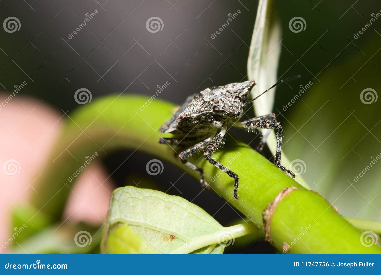 Shield Bug (Hemiptera, Suborder Heteroptera) Stock Photo - Image of ...