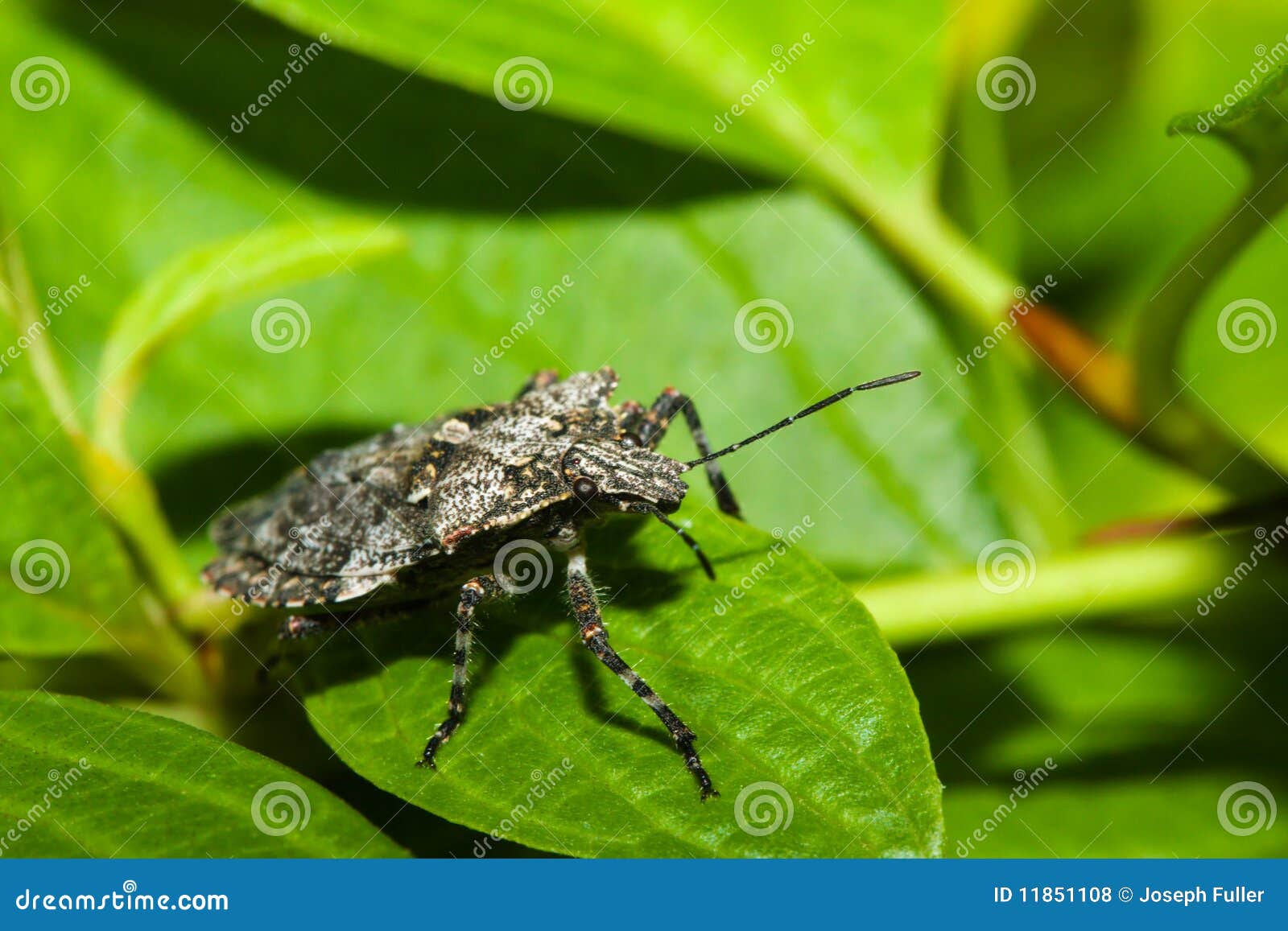 Shield Bug (Hemiptera, Suborder Heteroptera). Stock Photo - Image of ...
