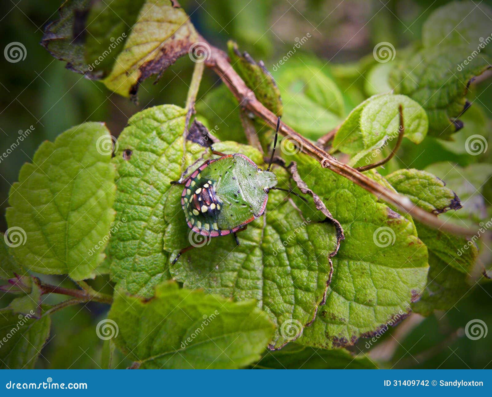Shield Bug stock photo. Image of shields, beetles, leaf - 31409742