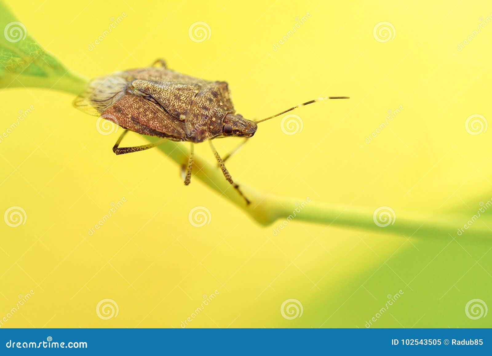 Shield Bug Insect stock image. Image of environment - 102543505