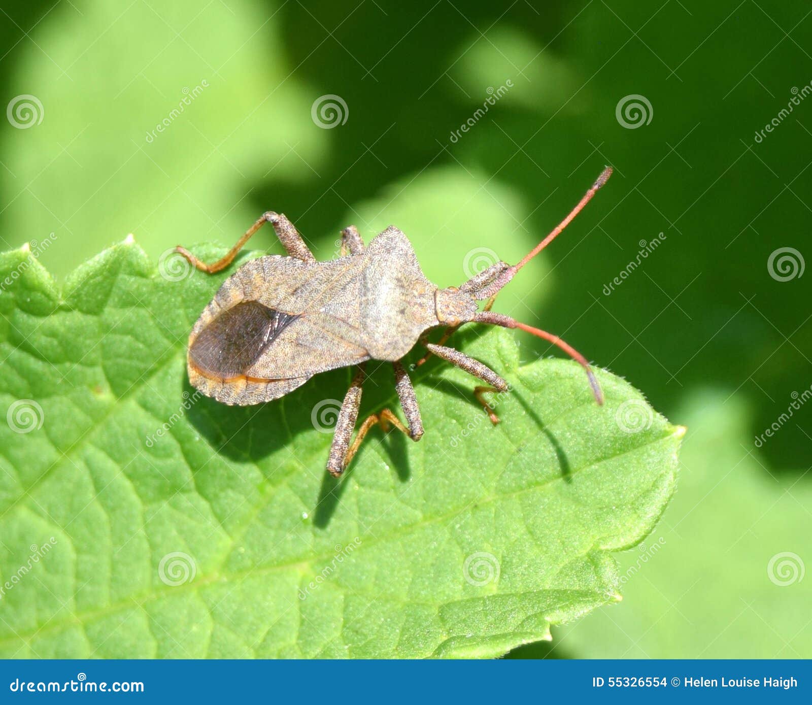 Shield bug on a leaf stock photo. Image of scaly, detail - 55326554