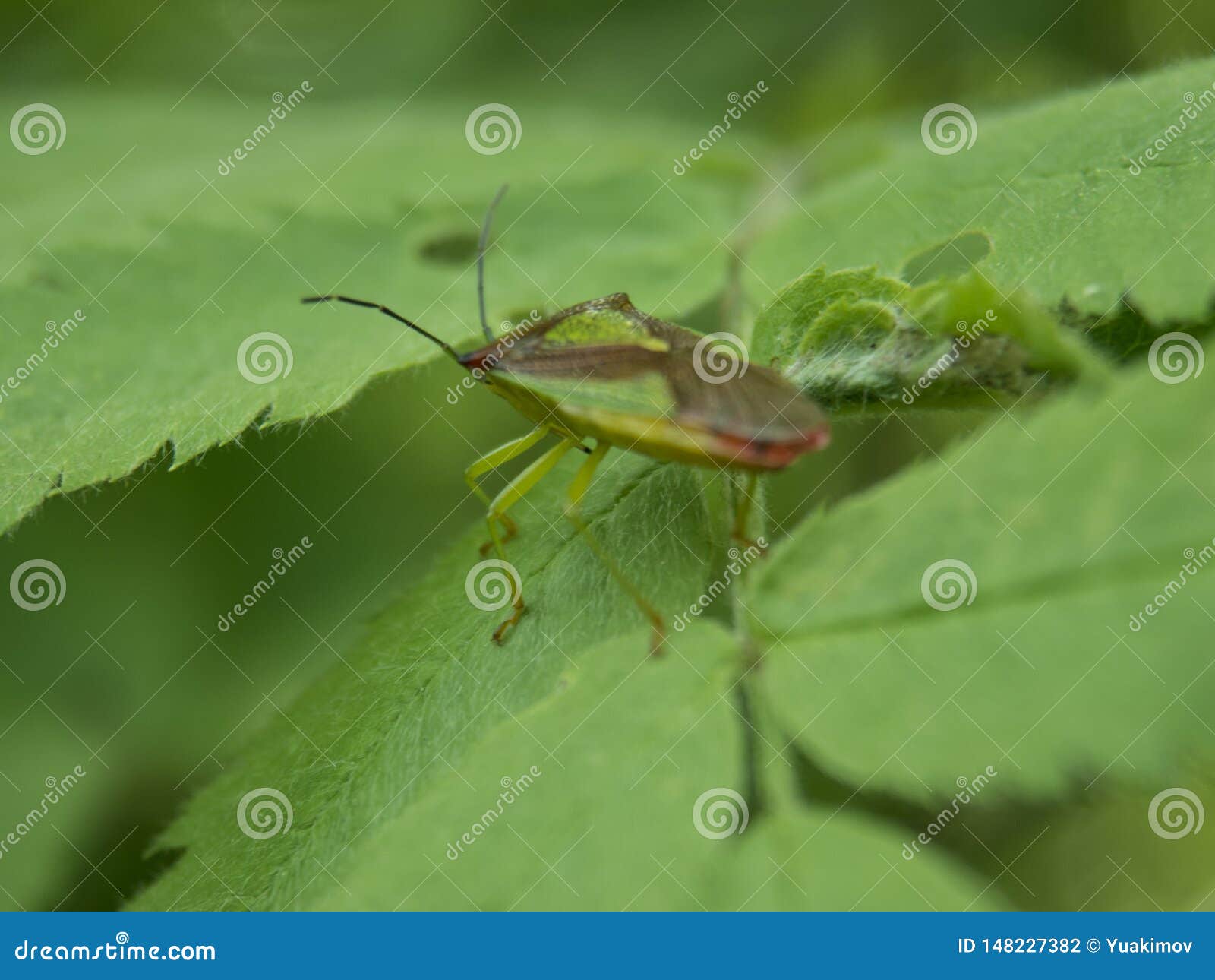 Shield Bug on Leaf Macro Back View Stock Photo - Image of chust, shield ...