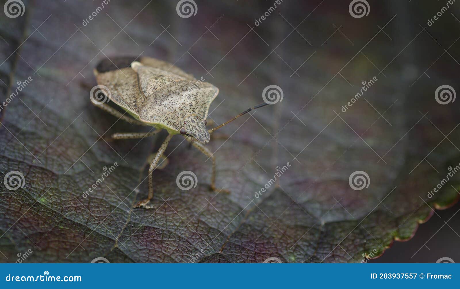 Shield Bug on Leaf stock image. Image of antenna, shield - 203937557