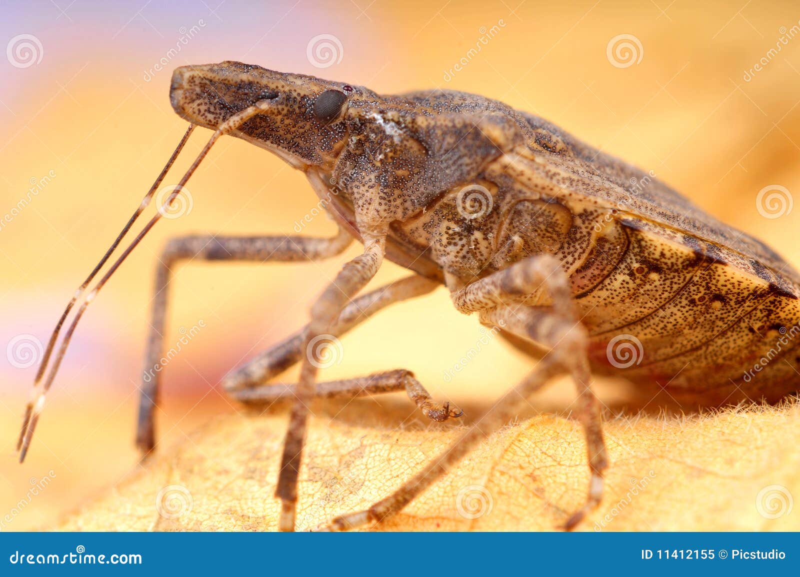 Shield bug macro stock image. Image of park, flora, animal - 11412155