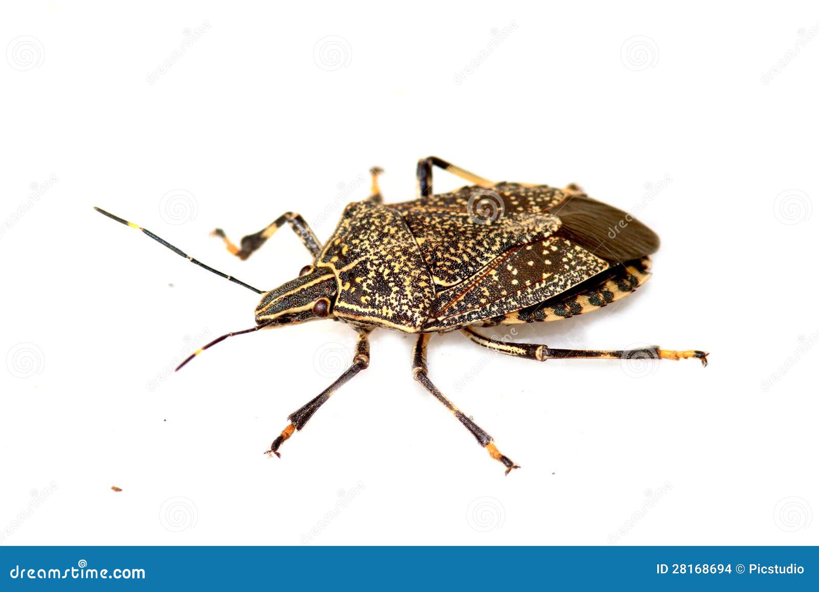 Shield bug macro stock photo. Image of fauna, ground - 28168694