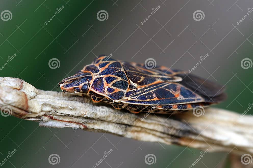 Shield bug macro stock image. Image of shield, nature - 70977571