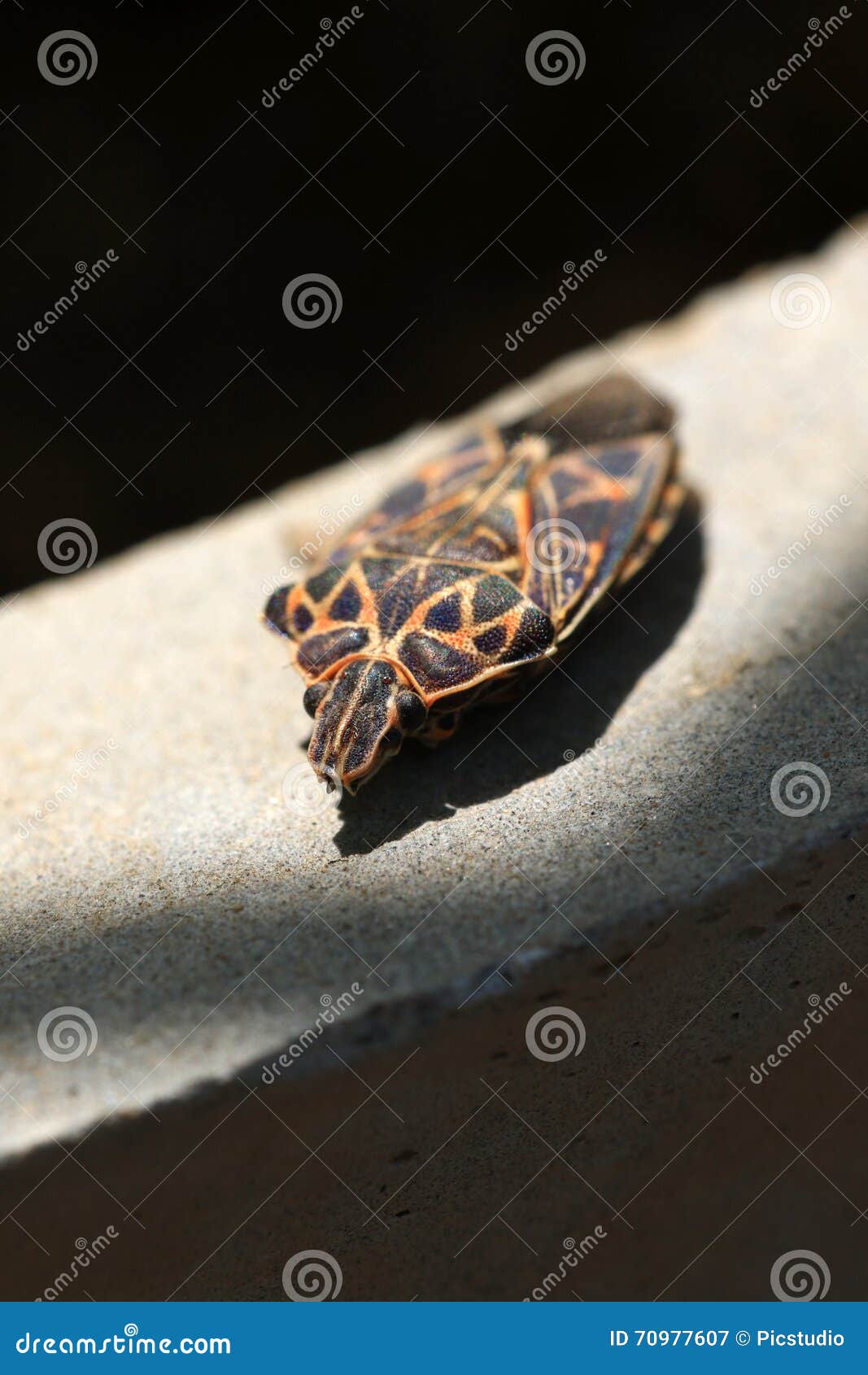Shield bug macro stock image. Image of wildlife, close - 70977607