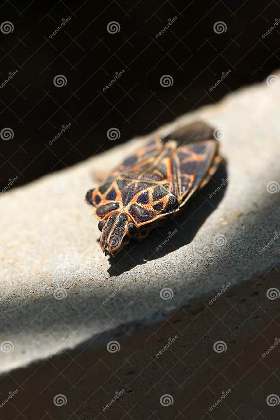 Shield bug macro stock image. Image of wildlife, close - 70977607